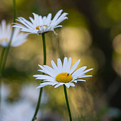 Beautiful budding flowers | Buy Stock Photo on PeopleImages, Picture ...
