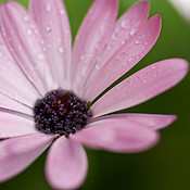 Beautiful budding flowers | Buy Stock Photo on PeopleImages, Picture ...