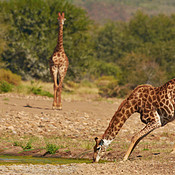 The tallest creature on earth | Buy Stock Photo on PeopleImages ...
