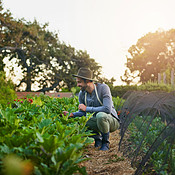 Produce more, conserve more | Buy Stock Photo on PeopleImages, Picture ...