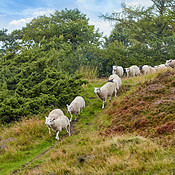 Danish sheep | Buy Stock Photo on PeopleImages, Picture And Royalty ...