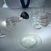 Dusting for prints | Buy Stock Photo on PeopleImages, Picture And ...