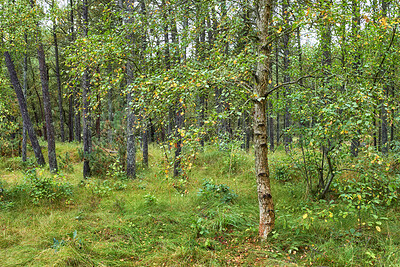 A photo of forest beauty in springtime - Stock Image - Everypixel