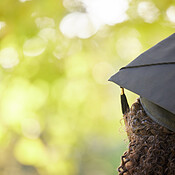 Graduation cap, trees and back of woman outdoor for education ...