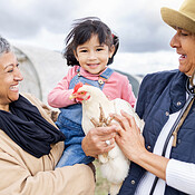 Agriculture, farm and grandparents with girl and chicken for farming ...
