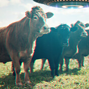 Farm abduction, spaceship and UFO with cow in field for fantasy ...