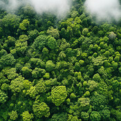 Rainforest or jungle aerial view. Top view of a green forest with mist ...
