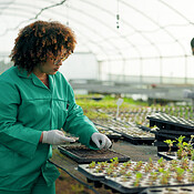 Woman, greenhouse inspection and planning with working and agriculture ...
