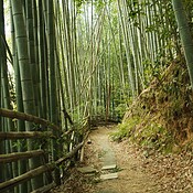 Bamboo, bridge and trees in sustainable environment, nature landscape ...