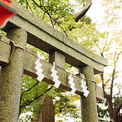 Torii gate, shide and temple in forest in Japan with zen, spiritual ...