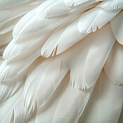 Soft, feather and natural in texture, wing and fluffy with color ...