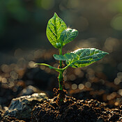 Tree sprout, growth and dirt in nature for sustainability, seedling or ...