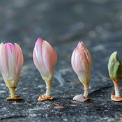 Flower, seedling and phases for growth, bloom and nature for spring ...