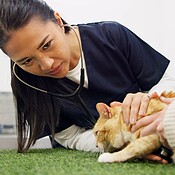 Vet, woman and cat with stethoscope in clinic for assessment, check and ...