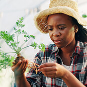 Woman, plant and check roots in greenhouse for growth, crops and ...