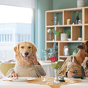 Date, waiter and payment with dogs in restaurant for dinner service ...