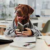 Animal, dog and office with phone at desk while thinking, online and ...