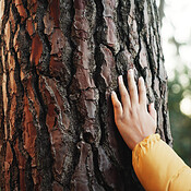 Hiking, forest and hand to touch tree outdoor as naturalist ...
