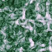 Microscope virus, bacteria and zoom of particles moving slowly in experiment on a white ...