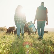 Farm, agriculture and cattle with a man and woman at work together as a ...
