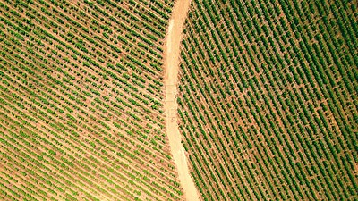 Aerial, farm and sustainability with organic crops in an empty field ...