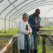 Greenhouse, vegetable farmer and scientist checking plants, agriculture growth and development ...