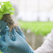 Plants, sustainable and woman scientist in a greenhouse doing research ...