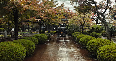 Japan, trees and path to Shinto temple with nature, statue and rain for ...