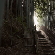 Bridge, woods and sunshine with nature, forest and environment with ...