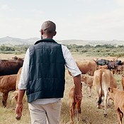 Farming, cattle and black man with field, walking with sustainability ...
