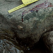 Outdoor, investigation and number by blood on crime scene for evidence ...
