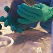 Hand, glove and powder for grinding in lab for methamphetamine, drug ...