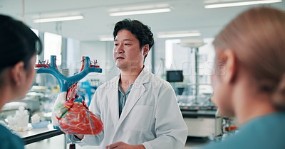 Cardiology, doctor and heart model with learning, training and ...
