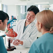 Cardiology, doctor and heart model with teaching, training and ...